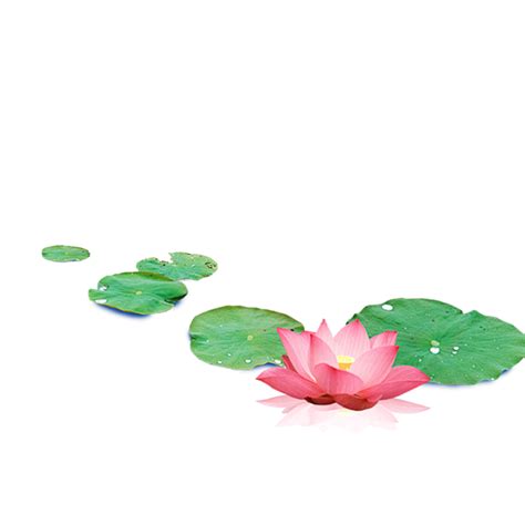 荷花荷叶