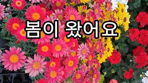 봄이 왔어요 봄꽃구경 Youtube