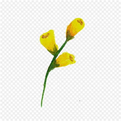 手绘花卉png图片素材下载图片编号7666237 Png素材网