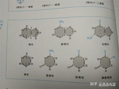 Dna分子结构是怎样的 知乎