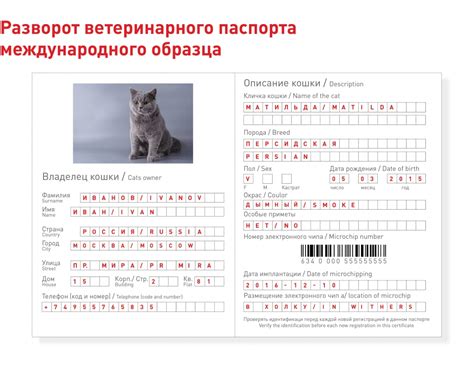 Паспорт для кошки: оформление, как получить, заполнение