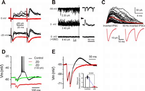 I H Transforms Inhibitory Inputs To Postsynaptic Excitation Download