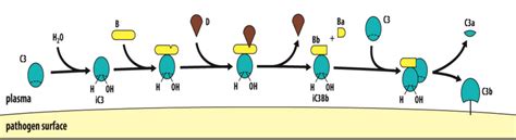 Initiation Of The Alternative Pathway Diagram Quizlet