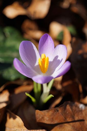 크로커스 베르누스의 품종은 관상용 식물로 사 화이트웰 퍼플 크로커스에 대한 스톡 사진 및 기타 이미지 Istock