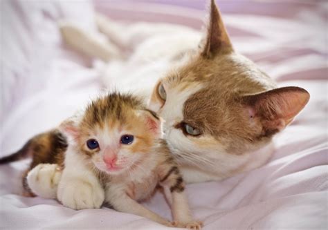 Les étapes Et Complications éventuelles De La Mise Bas De La Chatte