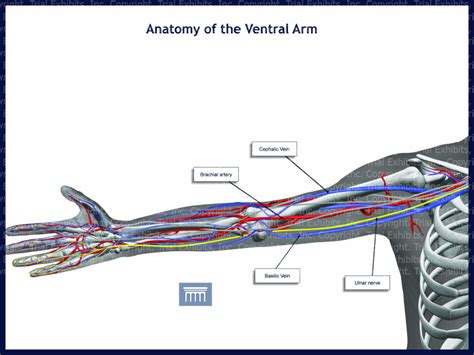 Anterior Ventral