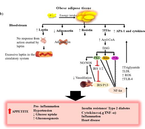 Figure 2 From Roles Of Marine Macroalgae Or Seaweeds And Their Bioactive Compounds In Combating