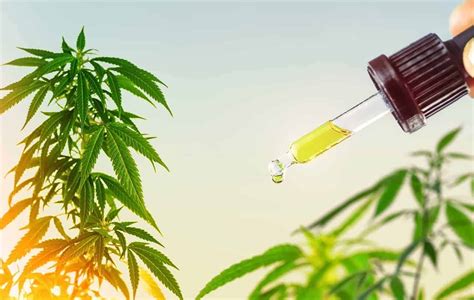 11 Best Cbd Oils For Sleep In 2023 Staying Alive