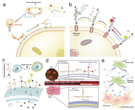 Dna纳米结构用于探索细胞 细胞通讯 X Mol资讯