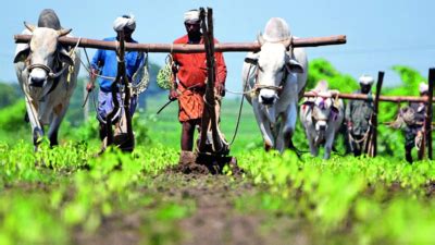 Crop Production In India Govt Working On Mechanism To Bridge Gap In Crop Estimates And Output