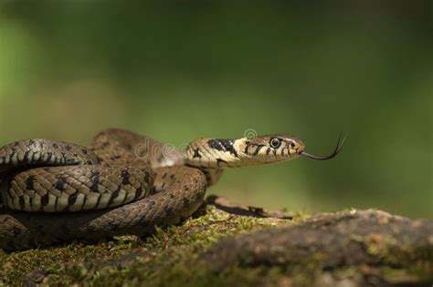 Grass Snake 库存照片 图片 包括有 伪装 蛇皮 沼泽 本质 户外 爬行动物 器官 32199092