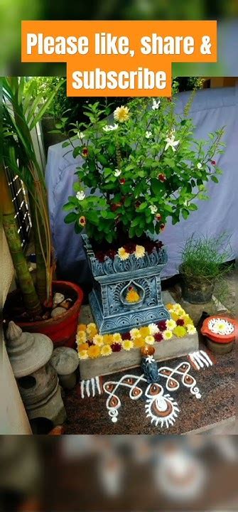 🌱तुलसी के पौधे में गन्ने का रस चढ़ाने से धन संपदा की कभी कमी नही रहती