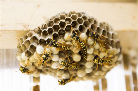 How To Safely Remove A Wasp Nest