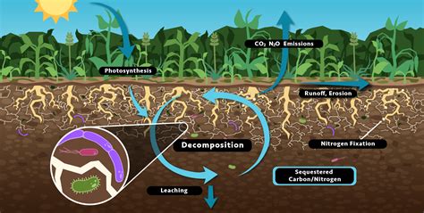 Cover Cropping Diagram
