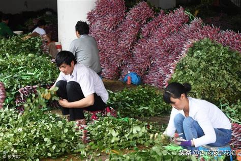 亚洲第一花卉市场——买花像买菜，贩卖“花”样年华 每日头条