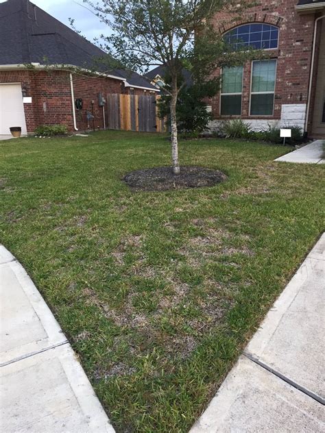 Diagnosis How Should I Treat Brown Patches In My St Augustine Grass Lawn Gardening