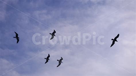 새 하늘 갈매기 실루엣 그림자 사진이미지일러스트캘리그라피 Ndydydygg작가