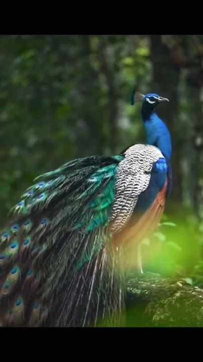 80s Song Memories Of Vijayakanth Sir ♥️ Trandingshorts Shortsvideoviral Kanmanimani2203 Youtube