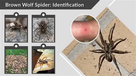 Brown Wolf Spider Identification Habitat And Bite Facts