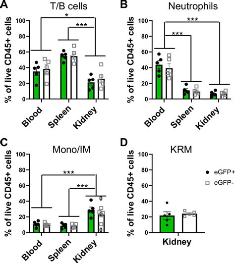 Kidney Resident Macrophages In The Rat Have Minimal Turnover And Replacement By Blood Monocytes