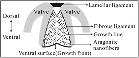 Schematic Of The Bivalve Ligament Of Spisula Solidissima In Transverse
