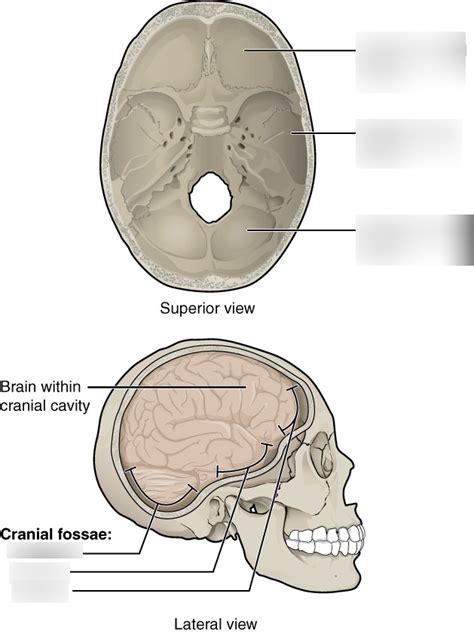 Ch 7 Cranial Fossa Diagram Quizlet