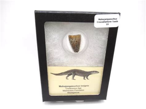 Mahajangasuchus Cretaceous Crocodilyform Tooth