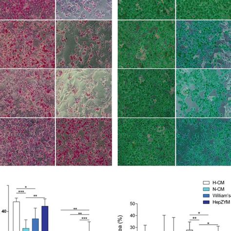 Mouse Primary Hepatocytes In Culture A Representative Image Of Mouse