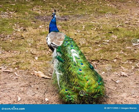 Indian Peafowl With Leucistic Patterning Stock Image Image Of Birds