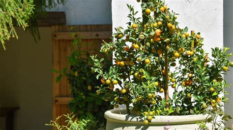 5 Best Trees To Grow In Containers Tom S Guide