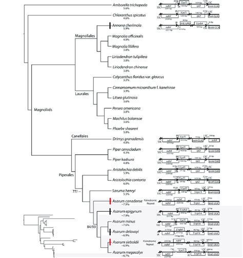 phylogenetic relationships inferred by maximum likelihood ml and