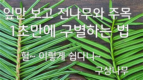 의외로 간단한 주목과 전나무 잎의 차이점 자세히 알려 드리겠습니다 잣나무와 구상나무까지 직접 만나 봅니다 7월 하층식생 Youtube
