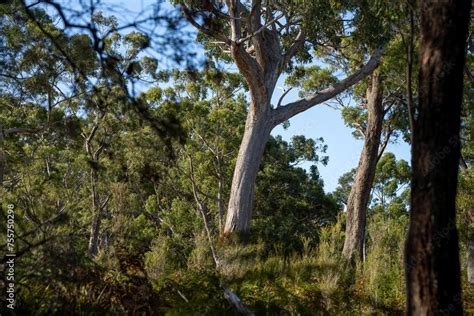 Trees And Shrubs In The Australian Bush Forest Gumtrees And Native Plants Growing In Australia