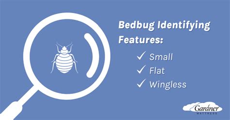 Faqs About Bed Bugs Gardner Mattress