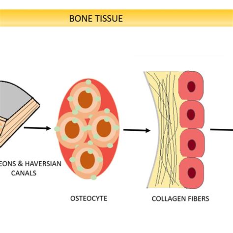 Well Ordered Components Of Bone Tissue From Macro To Nanoscale Bone
