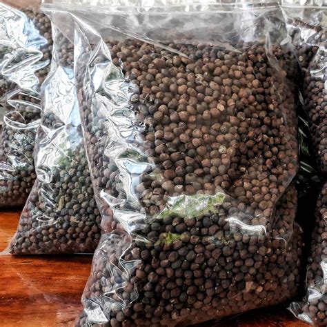 Nms Biji Kapu Biji Pohon Randu 500gr Klenteng Madura Lazada Indonesia