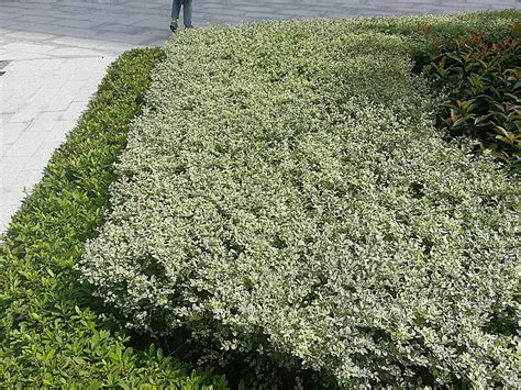 银姬小蜡2 花瓣网