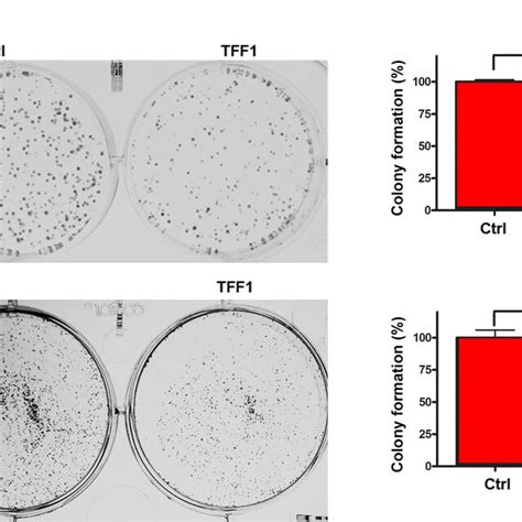 Tff1 Increases P53 Transcriptional Activity And Protein Expression In