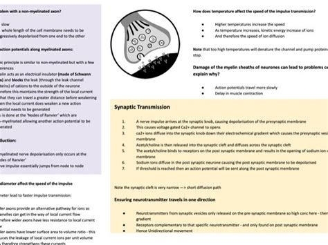 A Level Biology Nervous Coordination Summary Sheet Teaching Resources