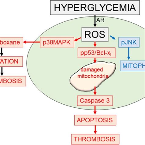 Platelet Response To Hyperglycemia Diagram Outlining Some Of The Download Scientific Diagram