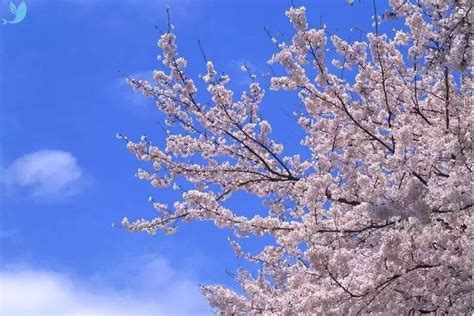 【樱花浪漫】长沙浔龙河樱花谷田汉文化园一日游 搜狐大视野 搜狐新闻