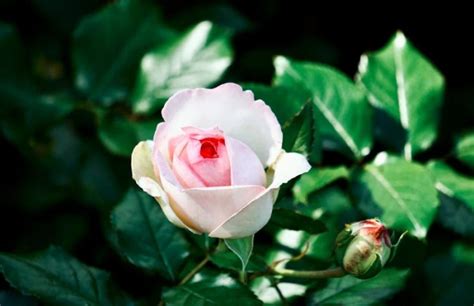 G로 시작하는 남자 여자 영어이름 추천 네이버 블로그