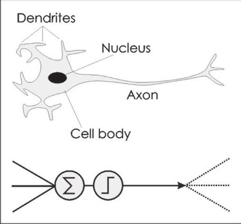 Structure Of Biological Neuron And Simple Model Of An Artificial Neuron Download Scientific