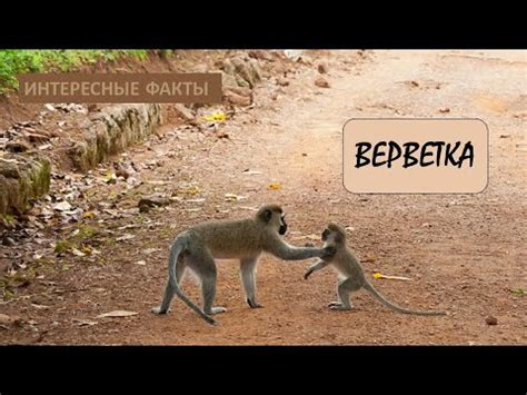 ВЕРВЕТКА🐒/Животные life/Приматы/Животные/Интересные факты - YouTube