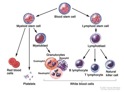 혈액검사수치 알아보기 혈소판수platelet 혈소판분포계수pdw 백혈구wbc 백혈구분획 호중구 호산구 호염기구 단핵구 림프구 네이버 블로그