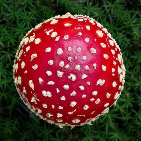 Delicious Stuffed Mushrooms Recipe