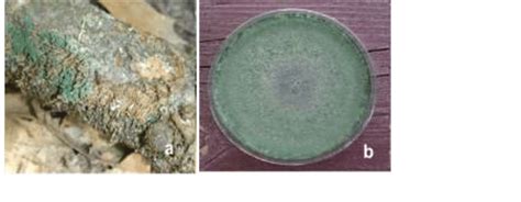 Morphological Aspect Of Trichoderma Spp In The Environment A And On Download Scientific