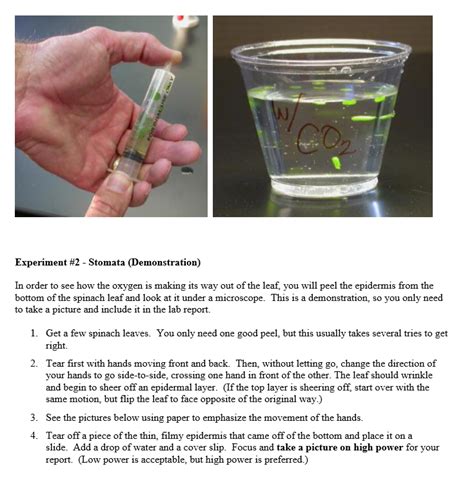 Solved Lab Report Format Do Not Copy And Paste From This