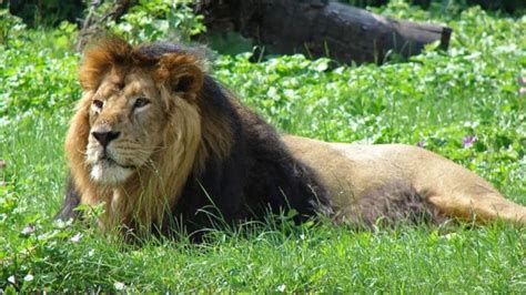 How Gujarat Counted Its Asiatic Lions 35000 Square Km 11 Districts