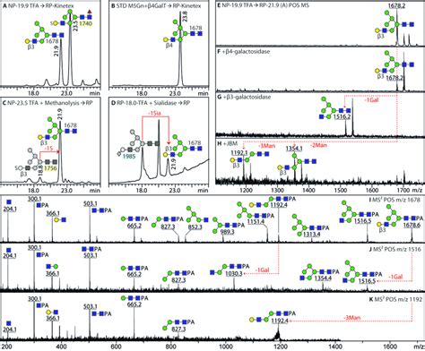 Hplc And Maldi Tof Ms Analysis Of Hybrid Type N Glycan The 19 9 Min
